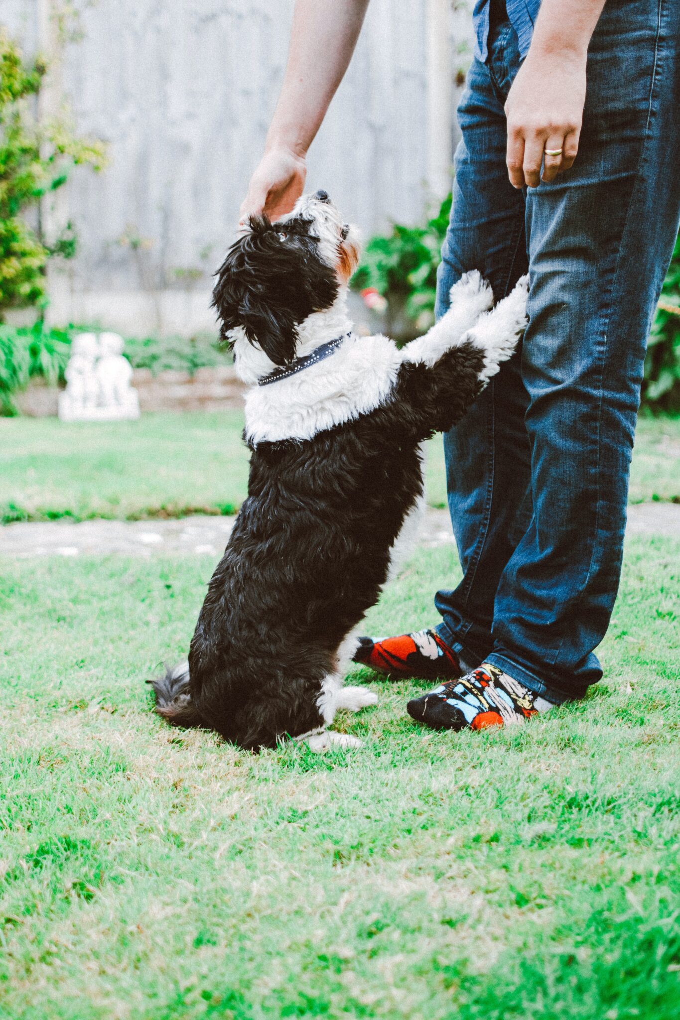 Home to Home Online Pet Placement - Humane Society of Harrisburg Area