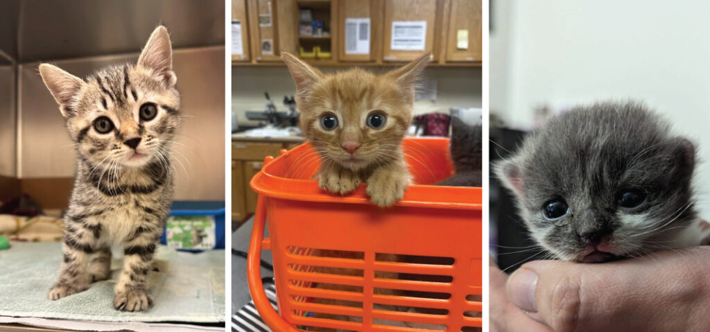Kitten Fostering - Humane Society of Harrisburg Area